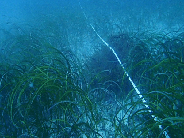 O2 Marine – Marine Ecologists